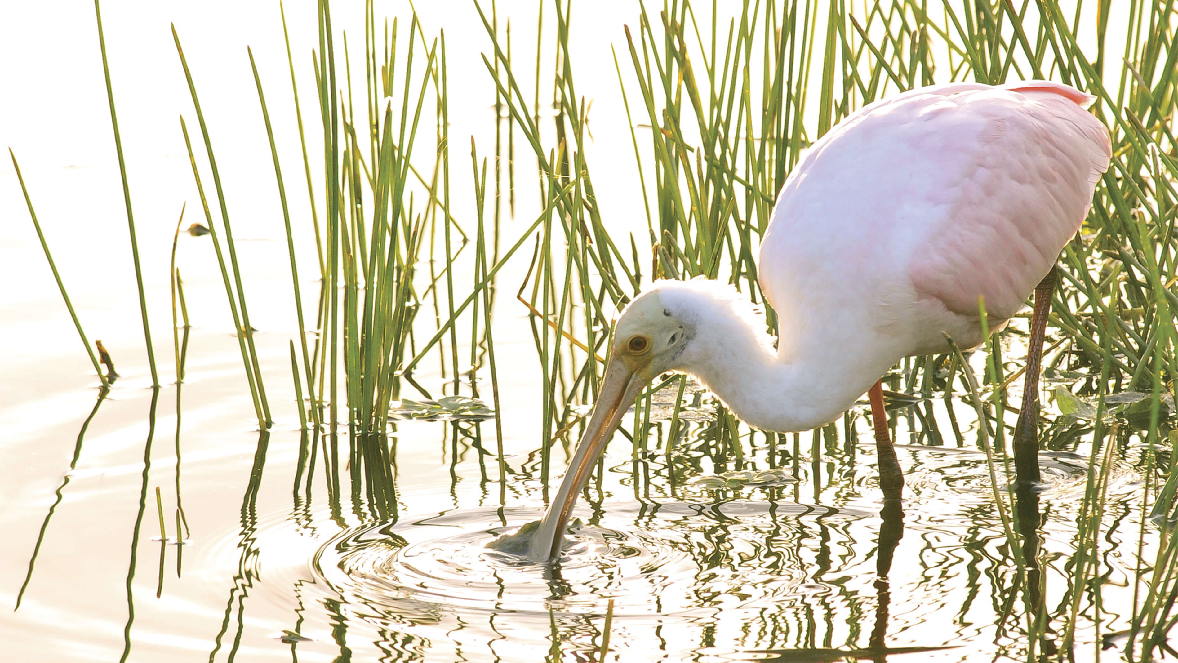 Publix Good Together