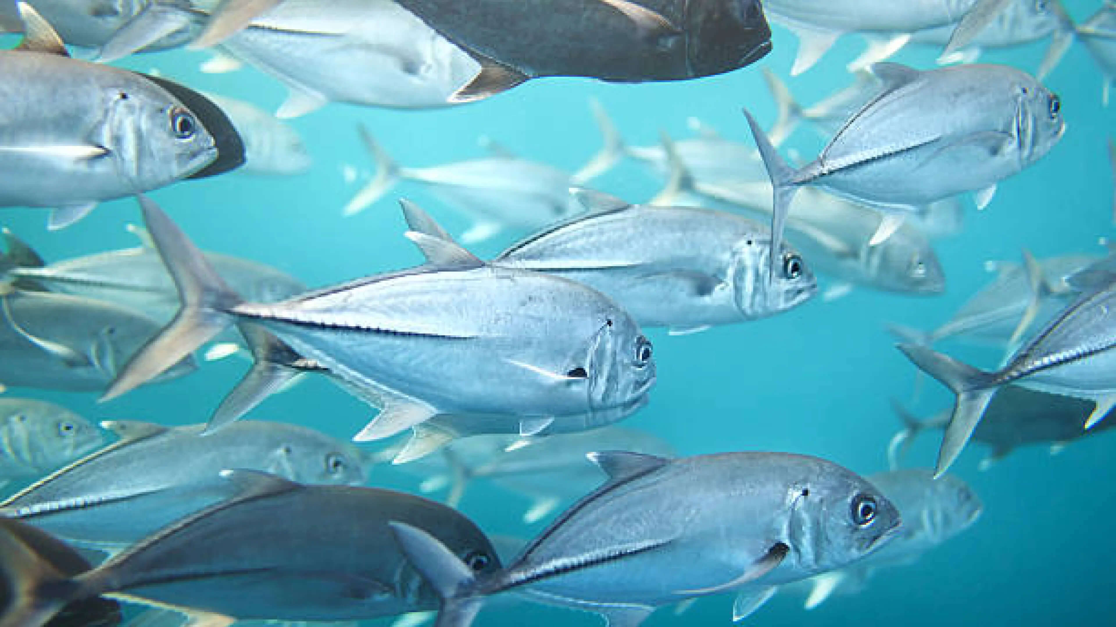 Sustainable seafood. | Publix Corporate Social Responsibility