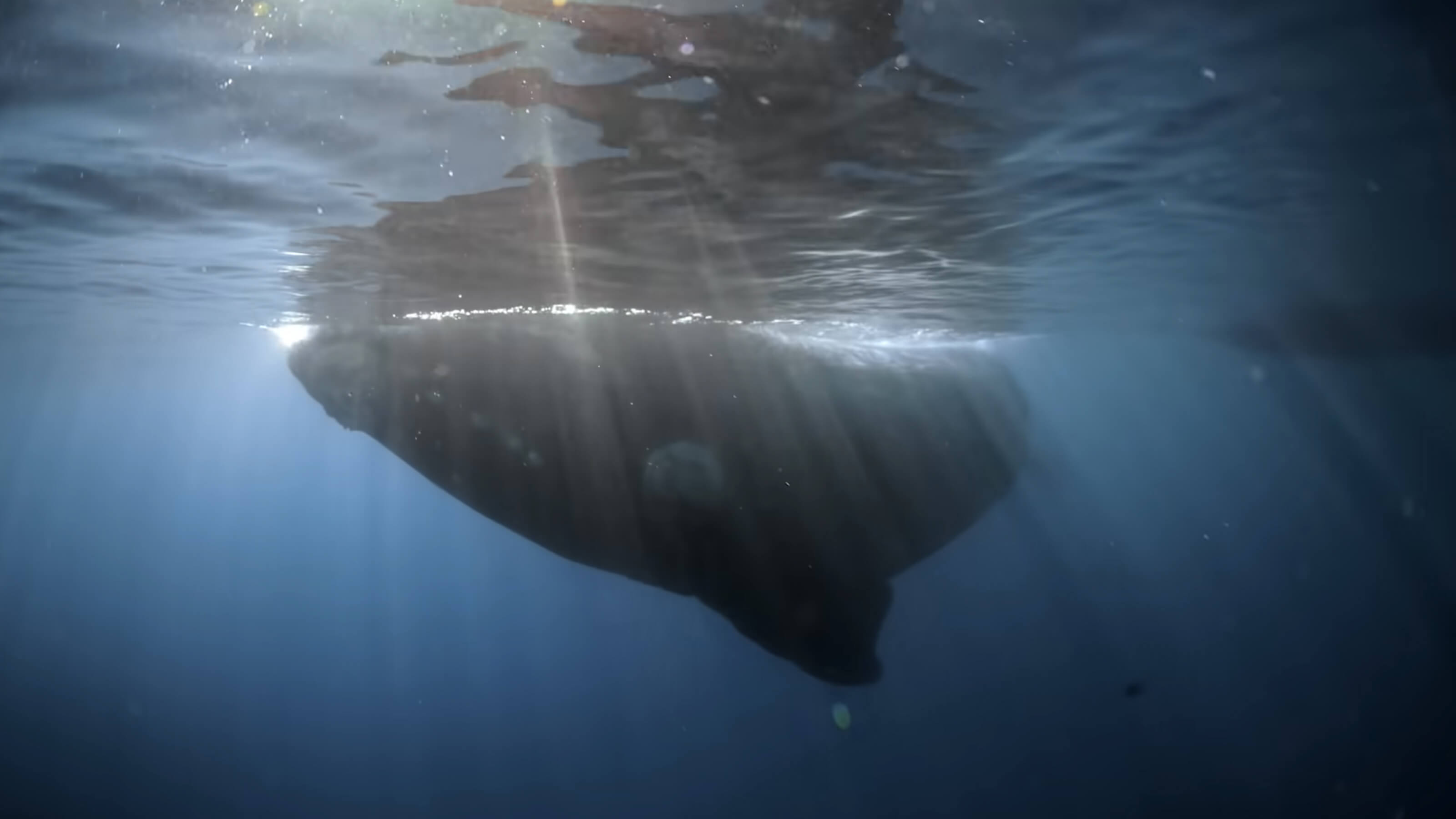 Reducing bycatch. | Publix Corporate Social Responsibility